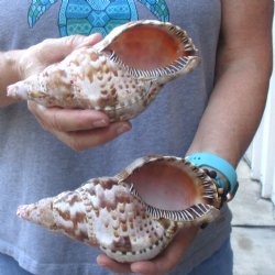 Triton Trumpet Shell | Triton Seashells | Hand Picked