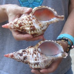 Triton Trumpet Shell | Triton Seashells | Hand Picked