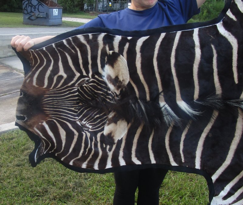 Real Zebra Skin Rug with felt backing