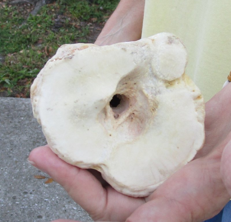 Giraffe Metatarsal Leg Bone for sale