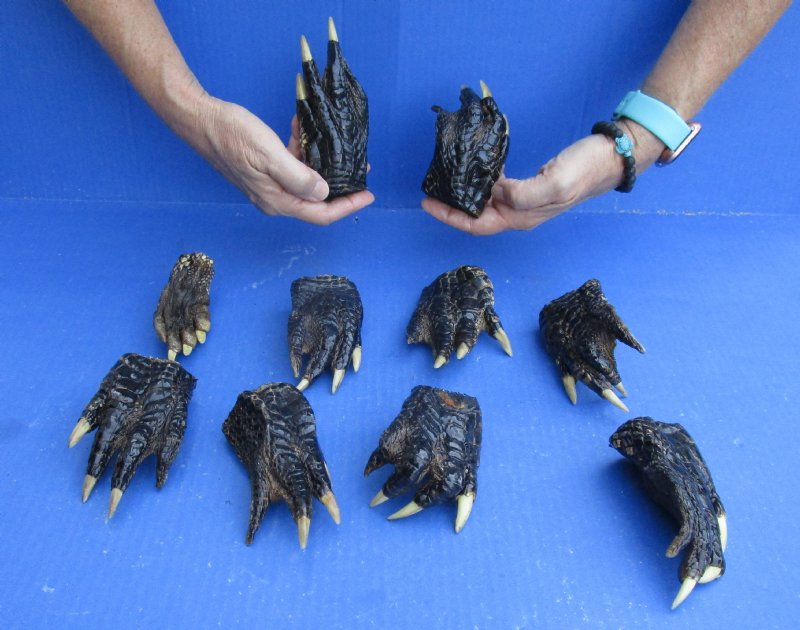 10 real alligator feet for sale 3 to 5 inches long