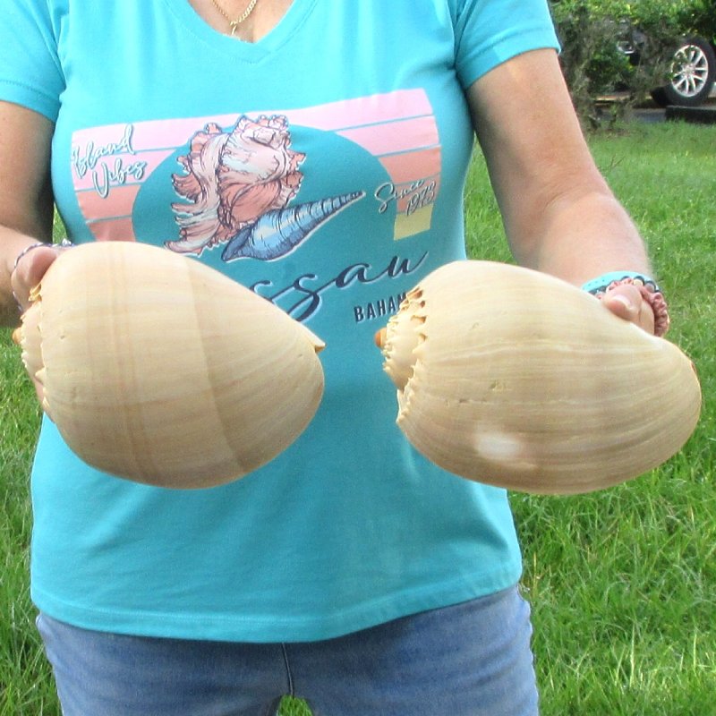 2pc Philippine crowned baler melon shells for sale 8 inch