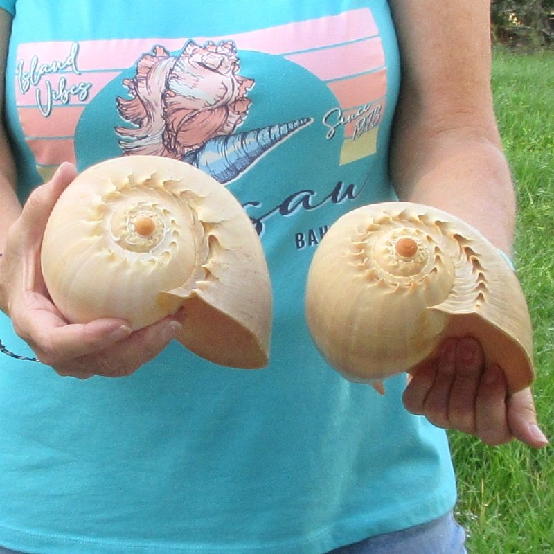 2pc Philippine crowned baler melon shells for sale 8 inch