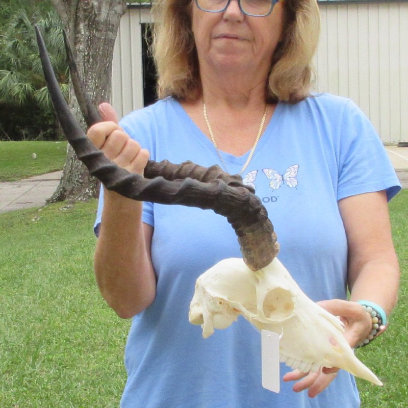 10 inch African Impala Skull with 19 inch Horns for sale