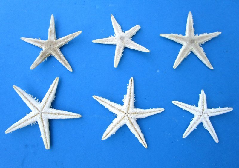 Wholesale Philippine White Flat Starfish in Bulk 1 to 2 inches