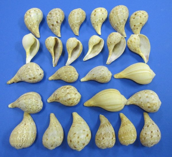 Fig Shells 1-1/2 to 3 Bulk