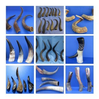 Wholesale Animal Horns for Sale in Bulk