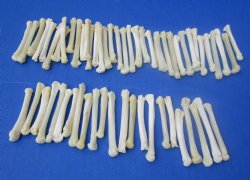 Wholesale Animal Bones for Carving and Crafts - Real Bones For Sale