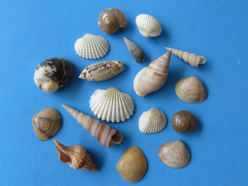Wholesale assorted bulk small seashells for crafts and making shell candles
