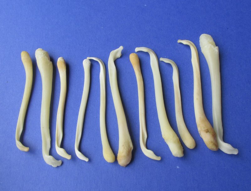 Wholesale badger penile bones, badger baculum, 3 inches to 4 inches long