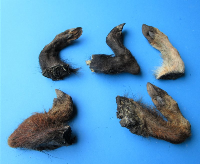 Small Wholesale Wild Boar Legs, Wild Boar Feet Cured in Formaldehyde