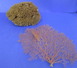 Wholesale dried red sea fan coral for sale 7 to 16 inches
