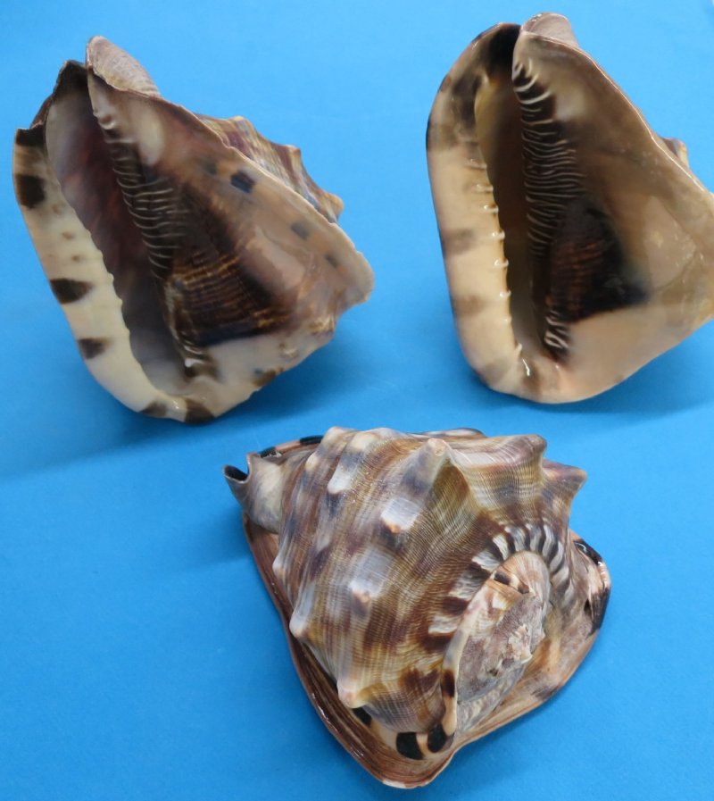 5 inches Wholesale King Helmet Shells for collecting, commercial grade