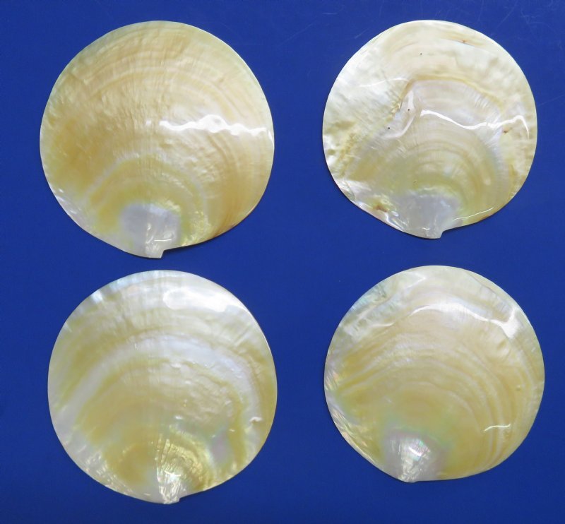 Wholesale Mother of Pearl Gold Lip Shells 3 inches