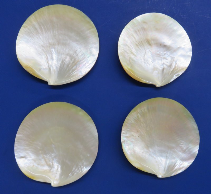 Wholesale Mother of Pearl Gold Lip Shells 3 inches