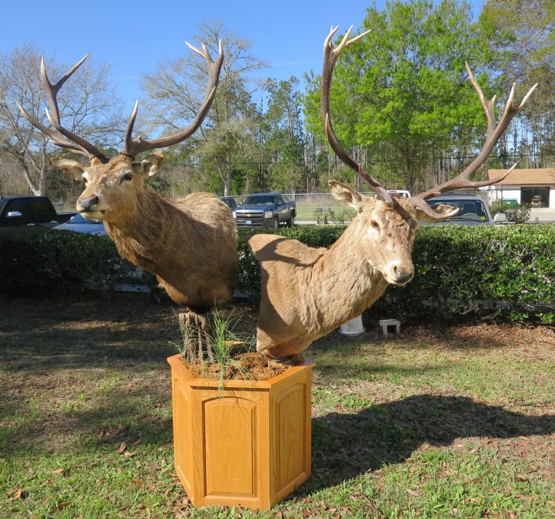 Red Stag Taxidermy Forms