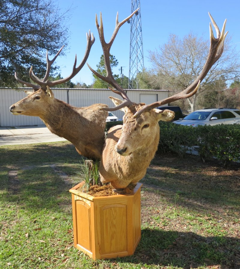 Red Stag Pedestal Mount with 2 Red Stags