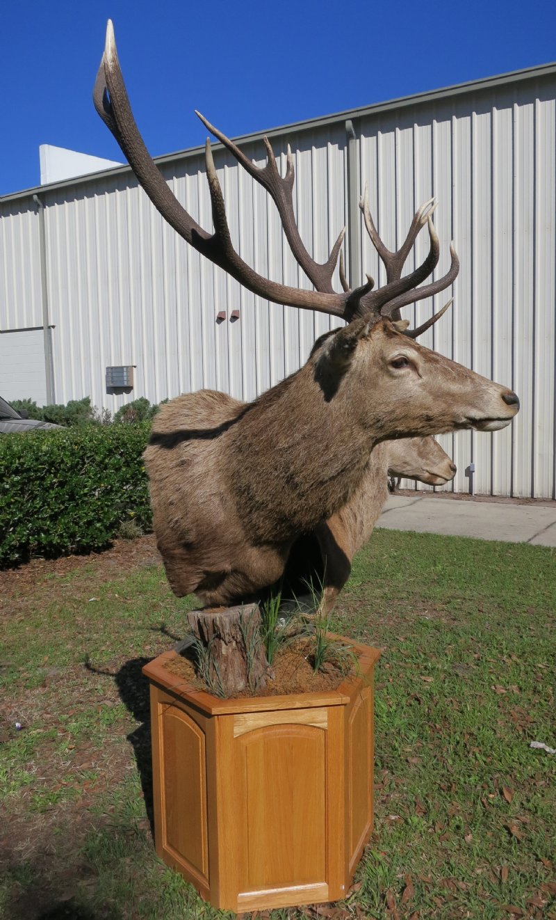 Red Stag Pedestal Mount with 2 Red Stags